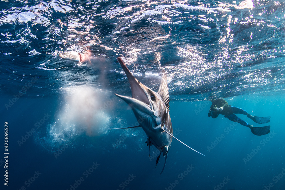 Striped marlin hunting mackerel and sardines, photographed by diver ...