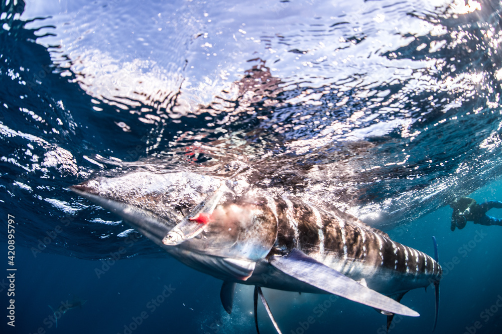 Striped marlin hunting mackerel and sardines, photographed by diver ...