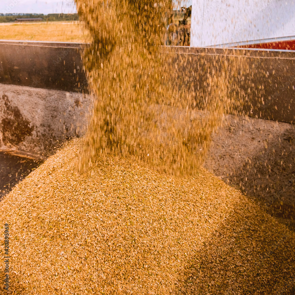 Cereal grain pouring from combine harvester into truck, detail Stock ...