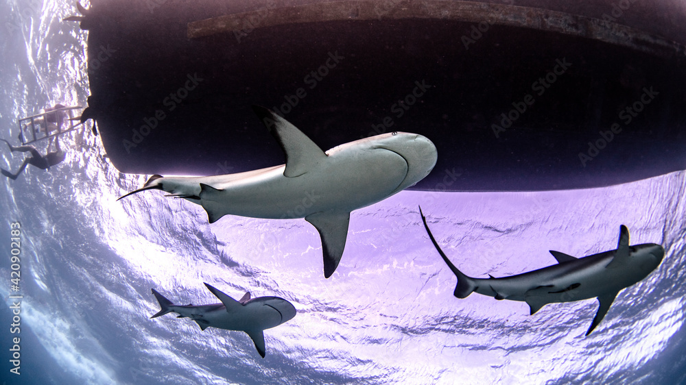 Underwater view of three reef sharks, Alice Town, Bimini, Bahamas Stock ...