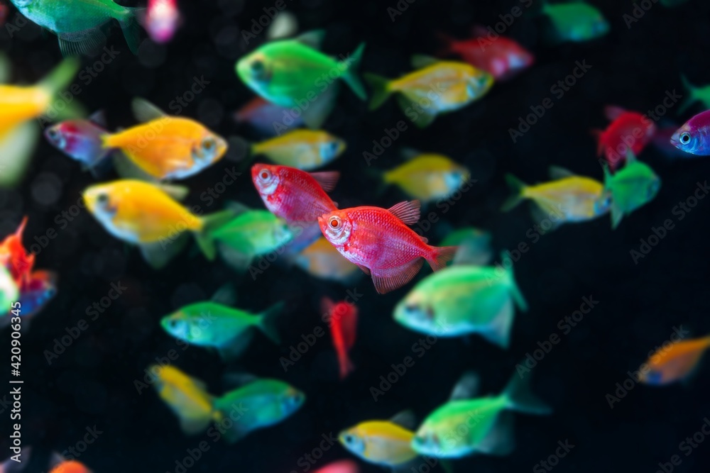 neon glowing tetra Glofish breed, Gymnocorymbus ternetzi, colorful ...