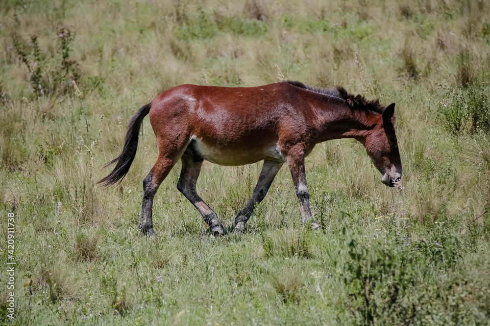 A mula é um mamífero híbrido originário do cruzamento do asno macho com ...