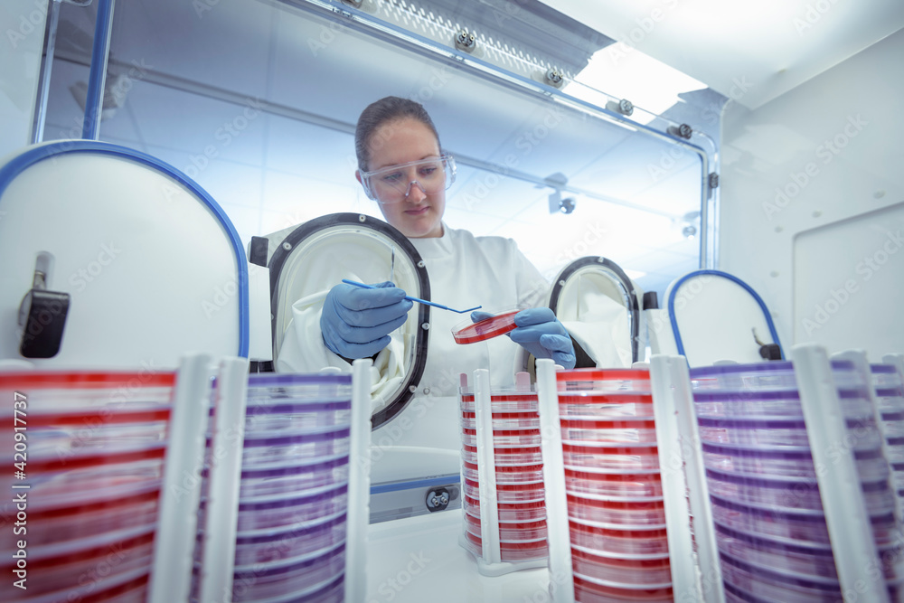Scientist making bacterial culture on agar dish in anaerobic cabinet in ...