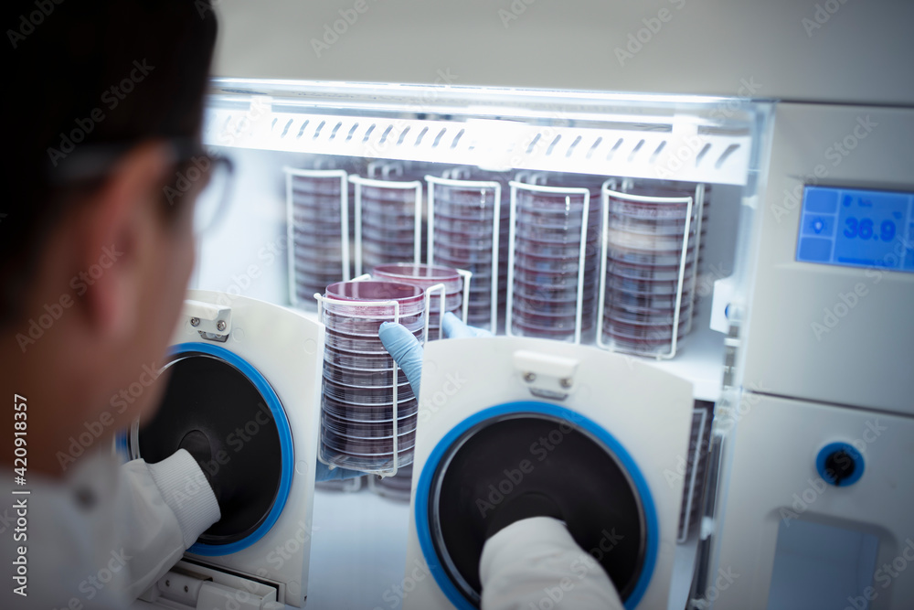 Scientist inspecting agar dishes in anaerobic cabinet in laboratory ...