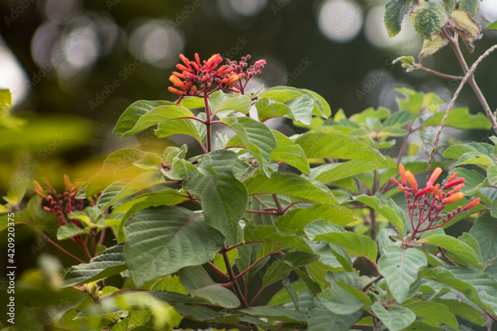 Fotografia do Stock: chichipince planta medicinal utilizada, achiotillo ...
