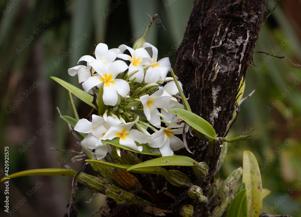 árbol De Flor De Mayo