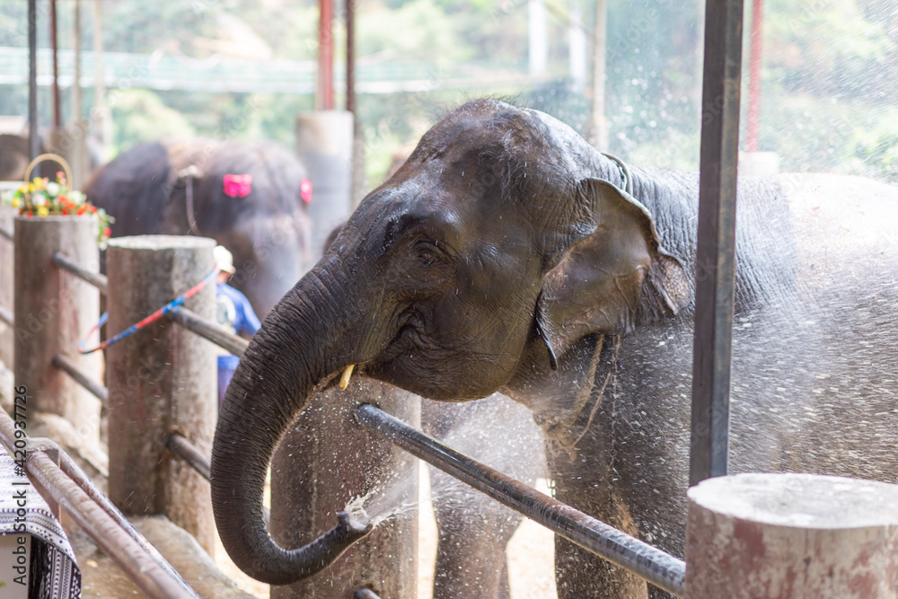 Foto de Elephant headshots use their trunks to spray water. Hot weather ...