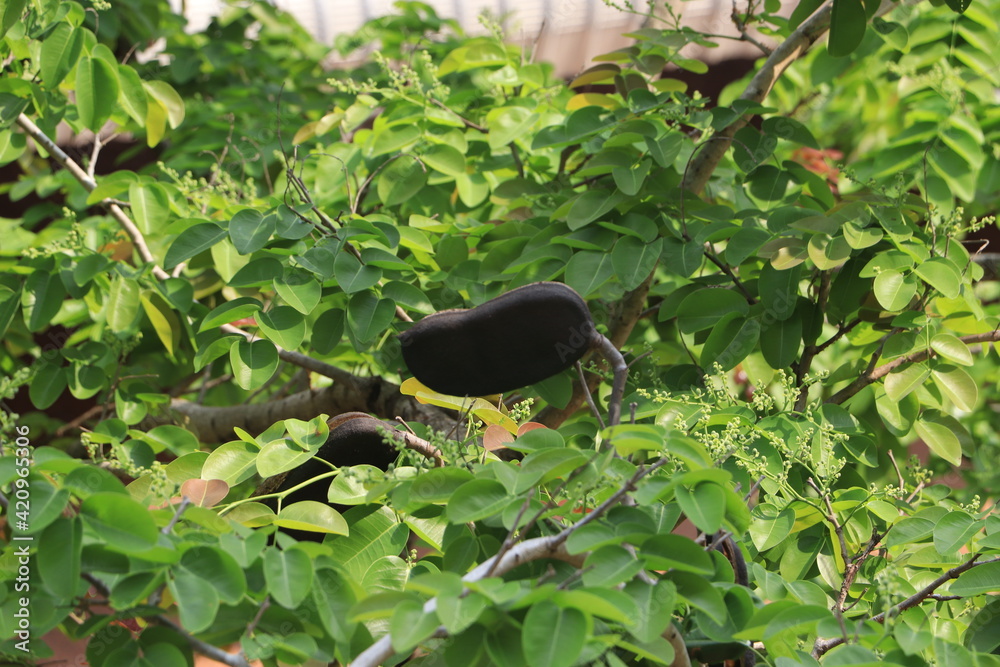 Fruit of the Sindora siamensis Miq. Stock Photo | Adobe Stock