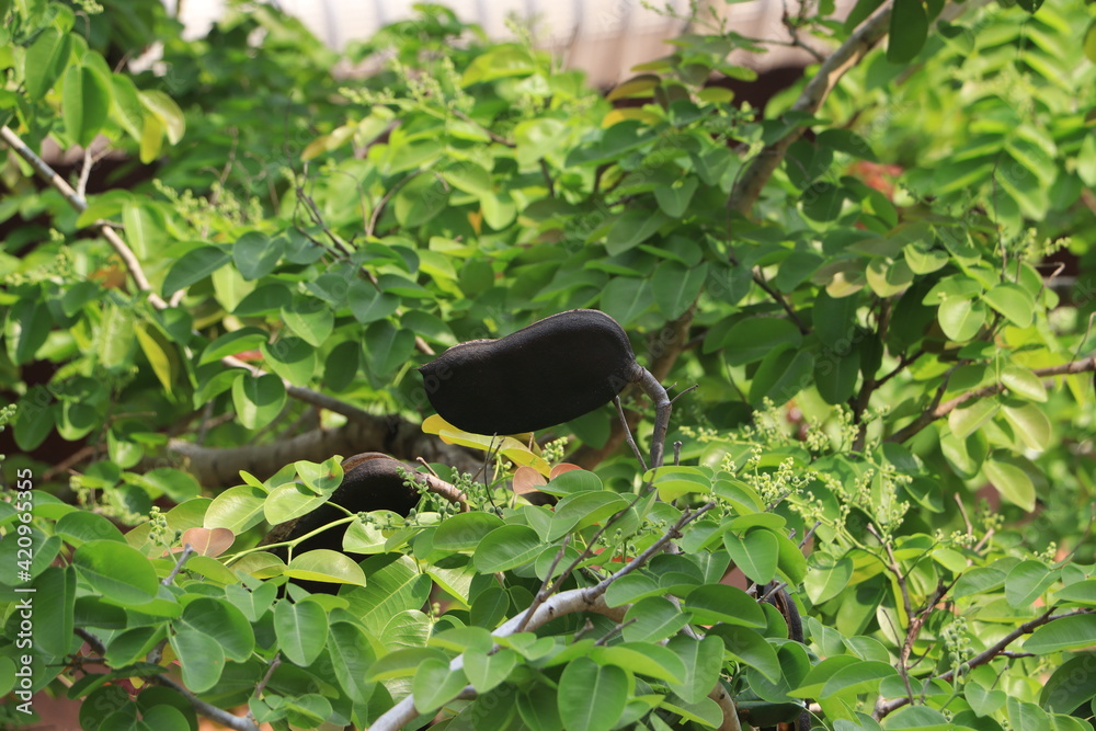 Fruit of the Sindora siamensis Miq. Stock Photo | Adobe Stock
