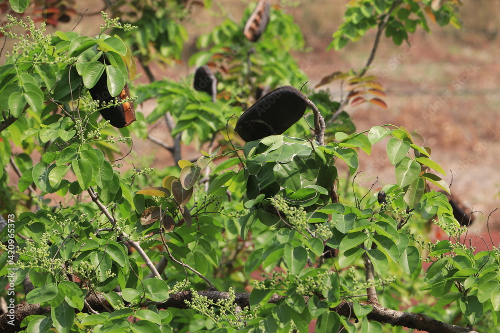 Fruit of the Sindora siamensis Miq. Stock Photo | Adobe Stock