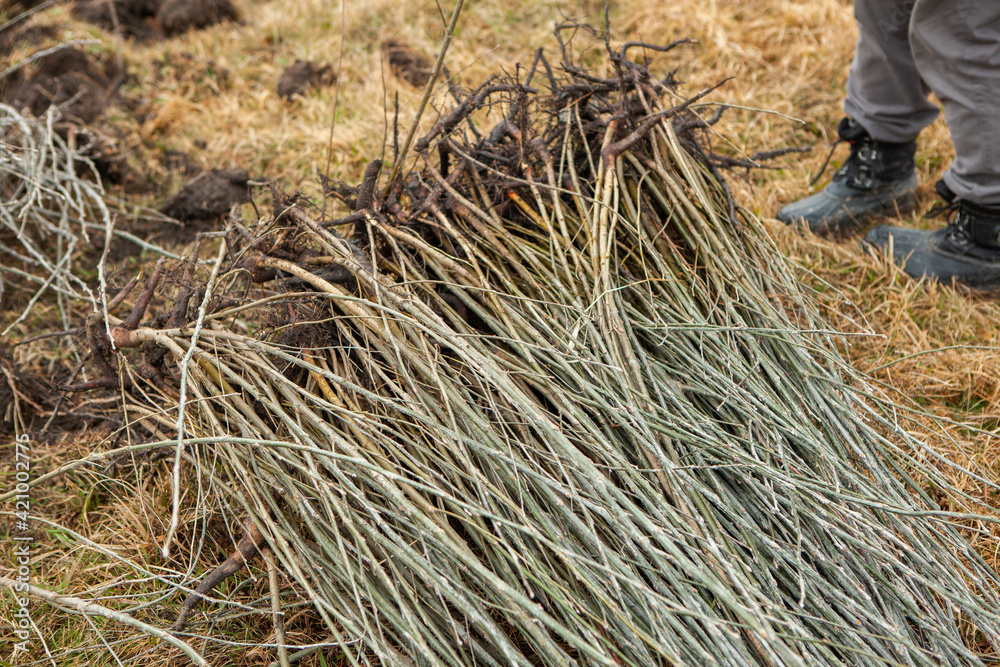 Tree planting is the process of transplanting tree seedlings, generally ...