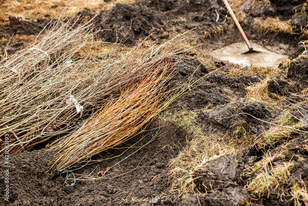 Tree planting is the process of transplanting tree seedlings, generally ...