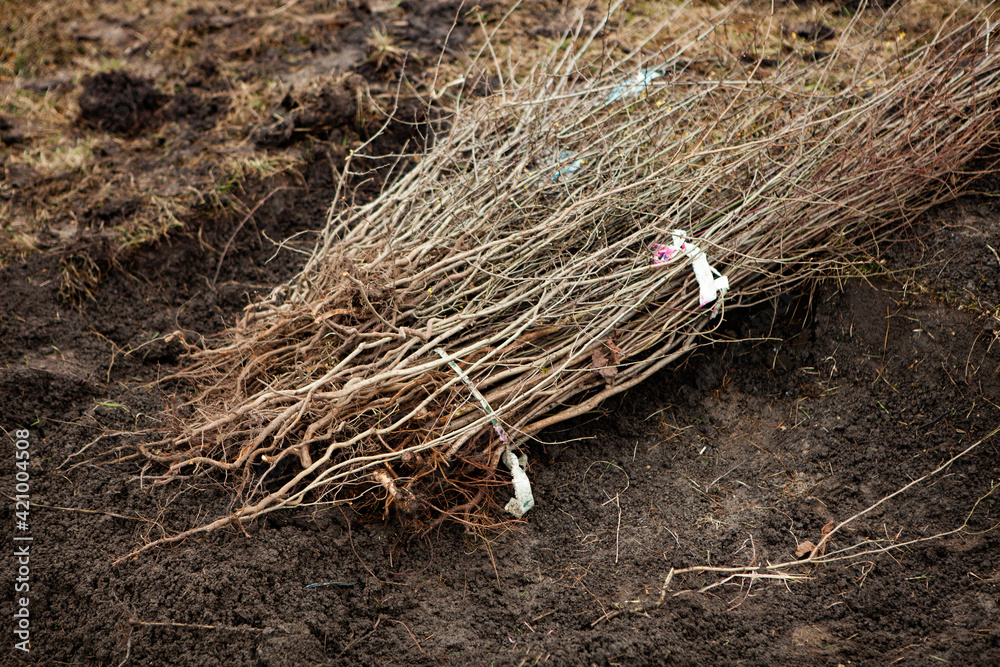 Tree planting is the process of transplanting tree seedlings, generally ...