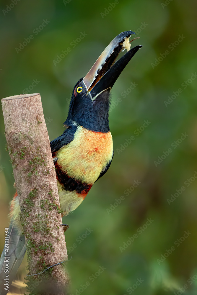 Collared Aracari Toucan (Pteroglossus torquatus) perched on a leafy ...