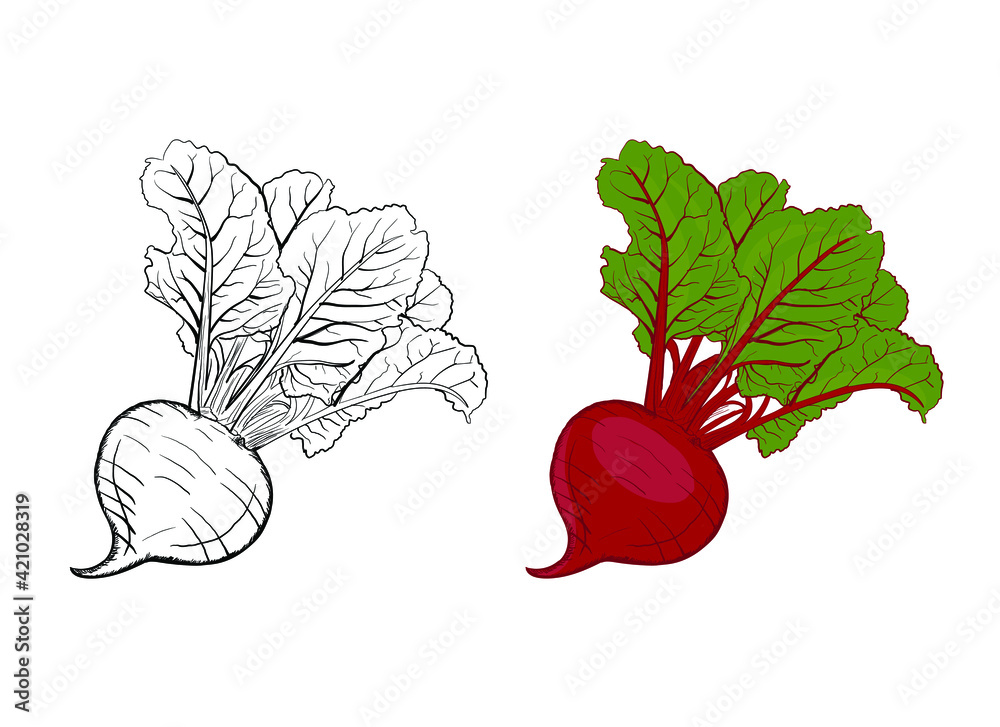 Beetroot vector illustration. beetroot in color and without color in ...