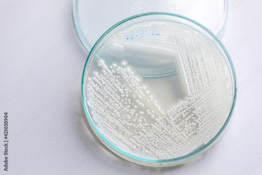 Pichia is a genus of yeasts in the family Saccharomycetaceae under the ...