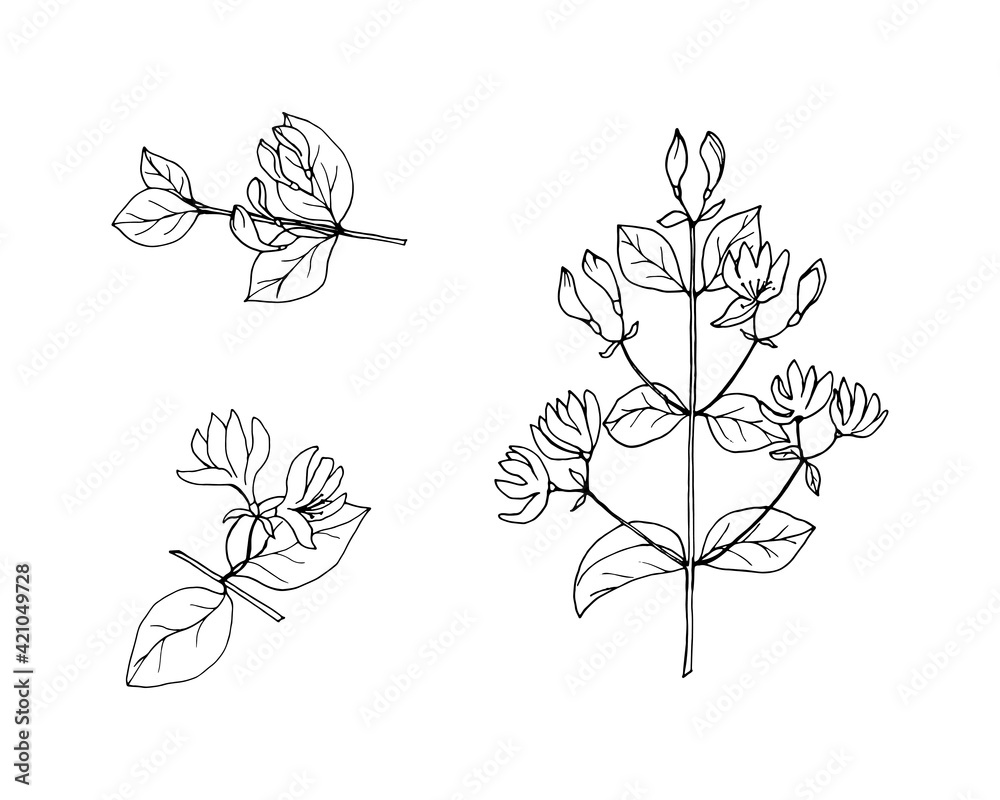 Honeysuckle Flower Drawing