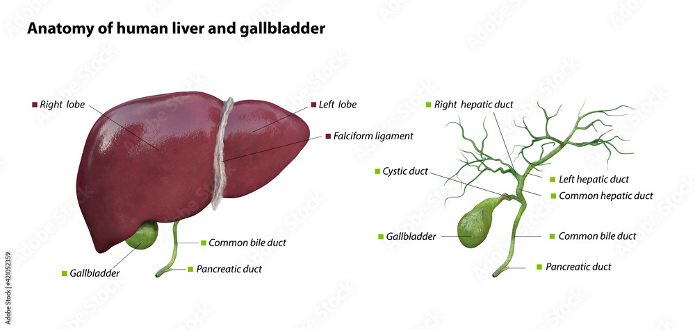 liver and gallbladder anatomy structure. hepatic system organ, Human ...