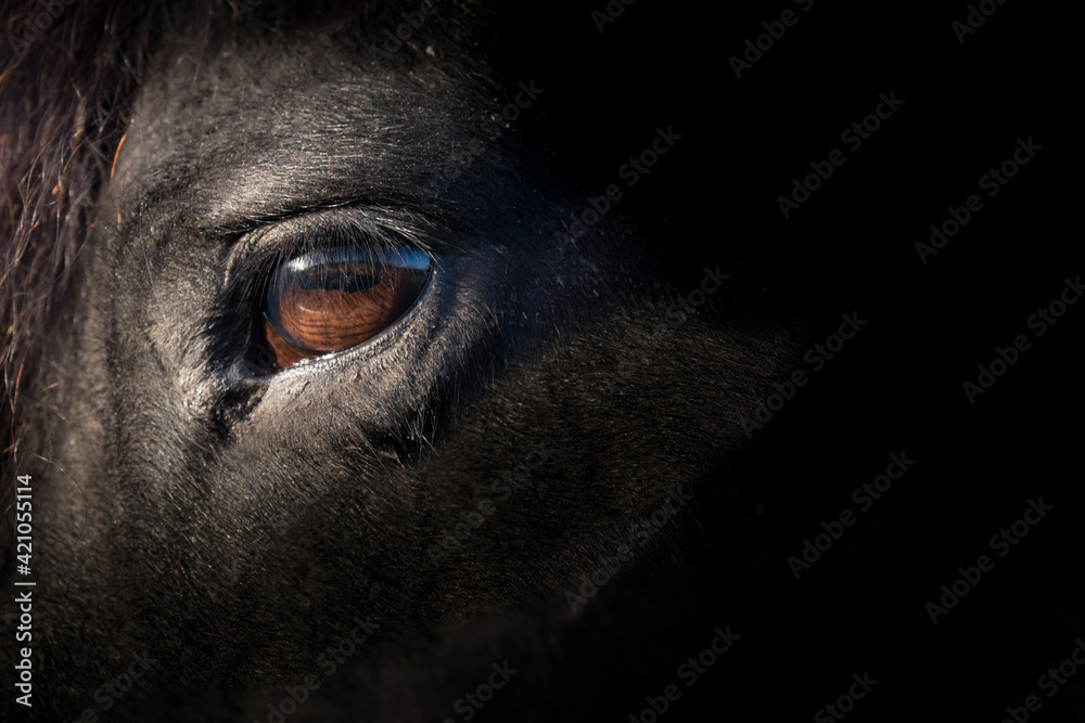 Fressian Horses Close Up Photography