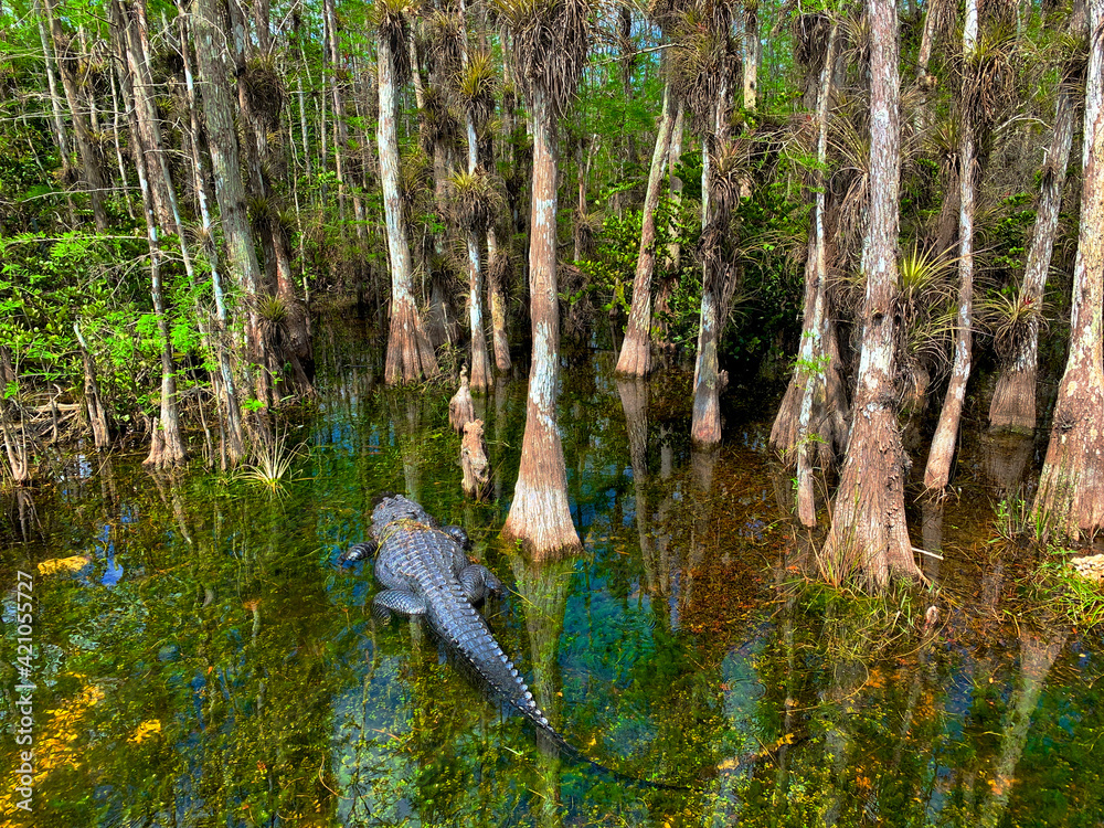 Alligator swimming in the shallow water in Big Cypress National ...