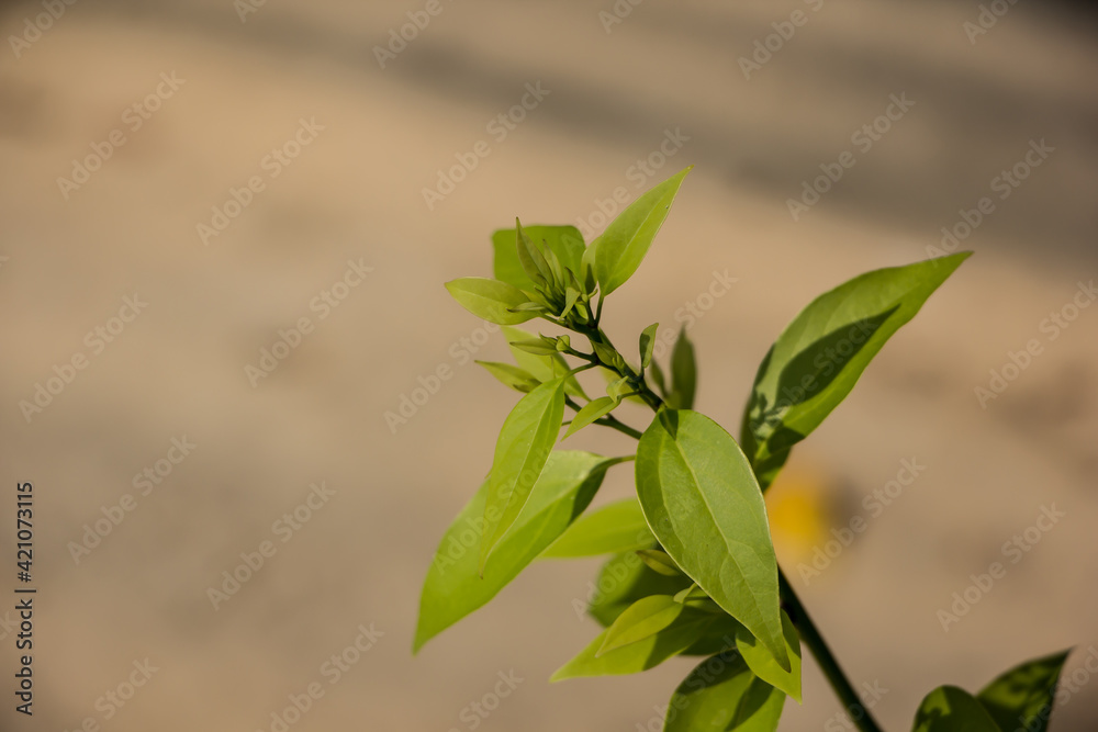 Leaf of Cinnamomum camphora tree Stock Photo | Adobe Stock