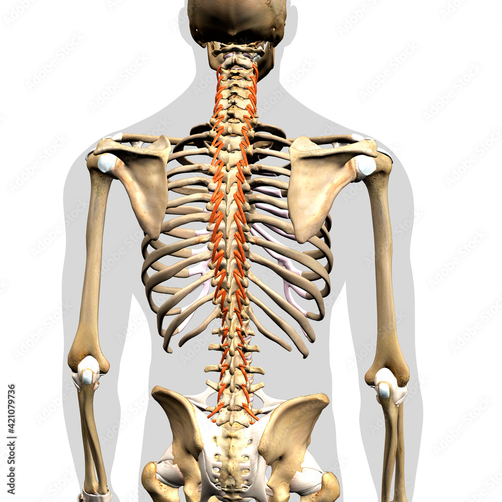 Rotatores Spinae Muscles Isolated on Skeletal System Stock Illustration ...