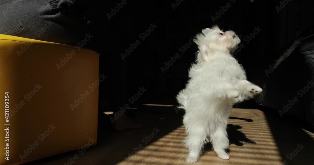 little white puppy malt whirling around on its hind legs. shaggy little ...