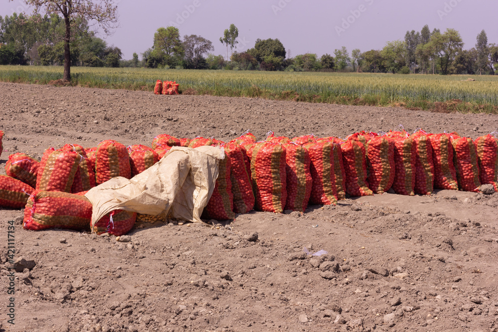Pile of Fresh potato packed in bori and lying in agricultural field ...