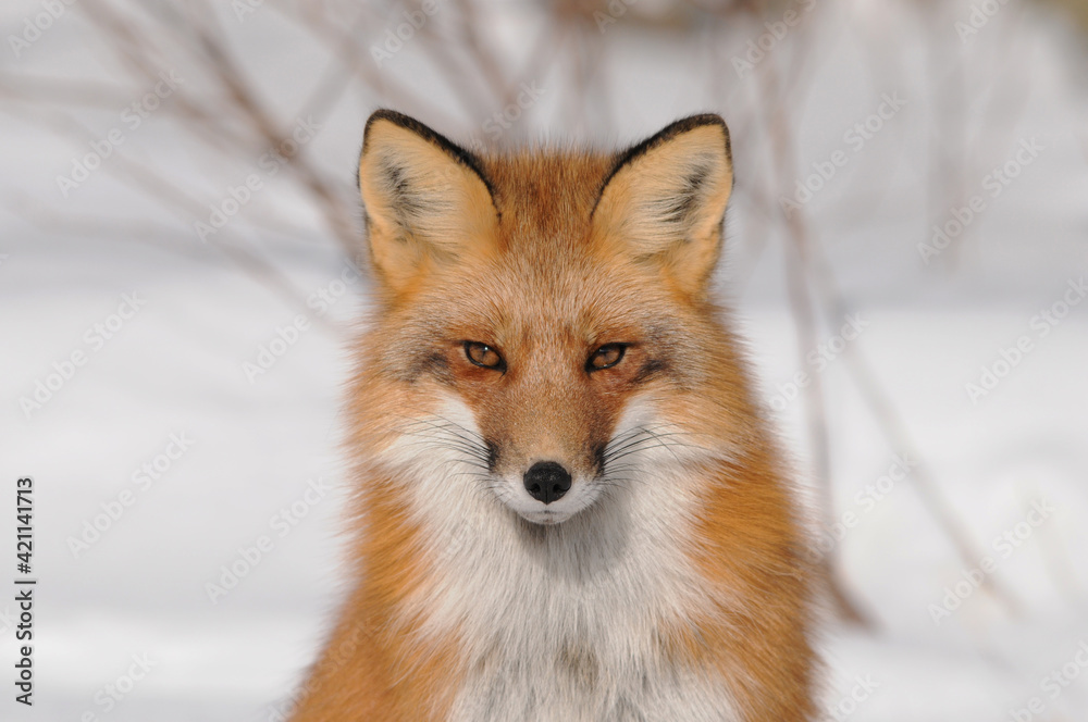 Red Fox stock photos. Red fox head shot close-up profile view looking ...