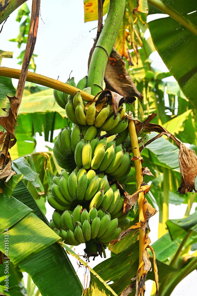 Ripe Banana Tree