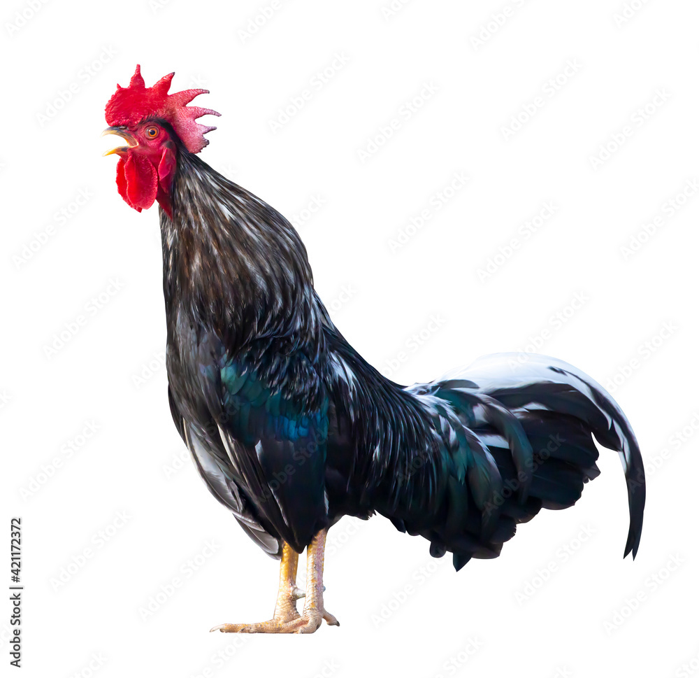 Black free range male rooster crowing in the morning isolated on white ...