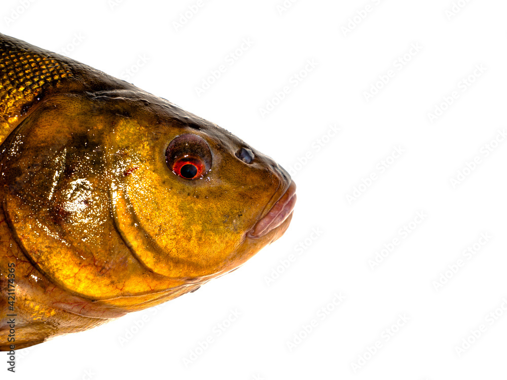 Freshwater fish tench on a white background. Fish tench. Freshwater ...