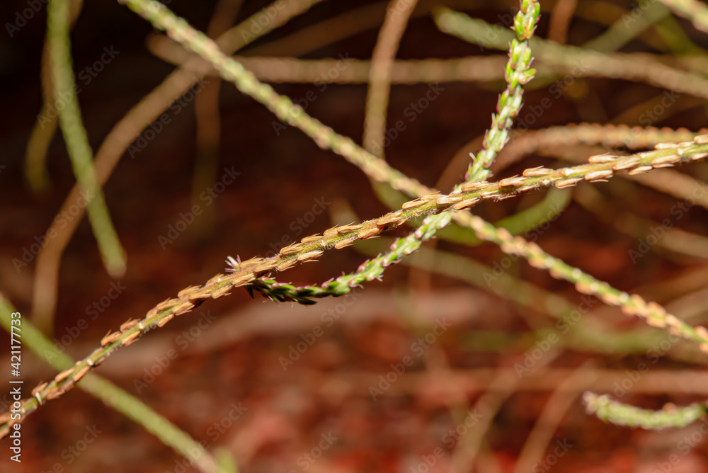 Poster The seeds of the prickly chaff flower have small hooks attached ...