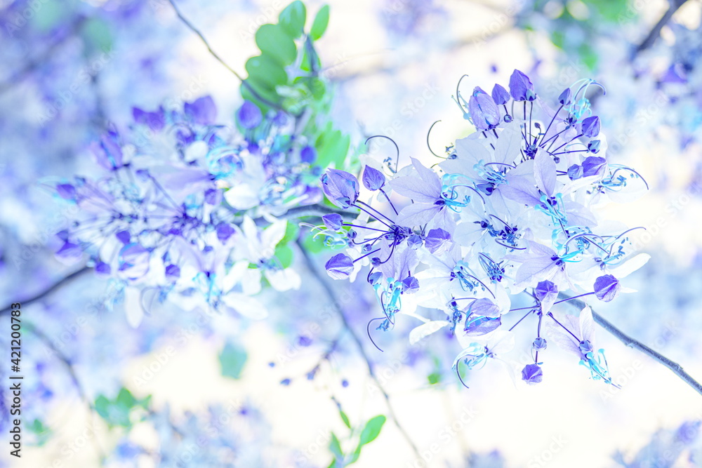 Purple blue flowers of Wishing tree (Cassia Bakeriana) are blossoming ...