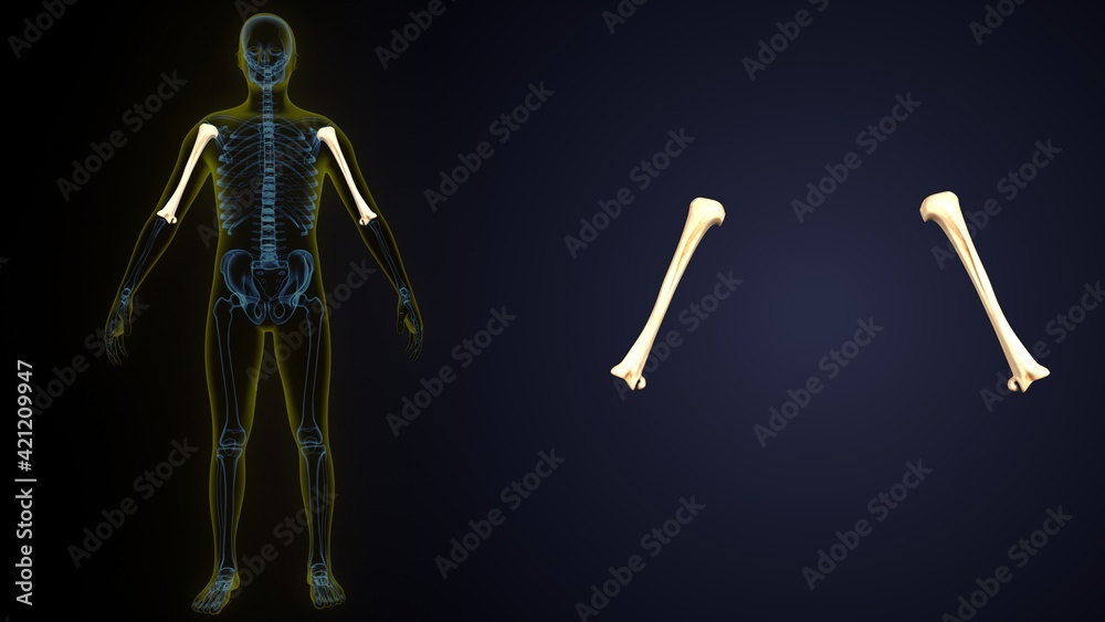 3d illustration human skeleton anatomy humerus bone. Stock Illustration ...
