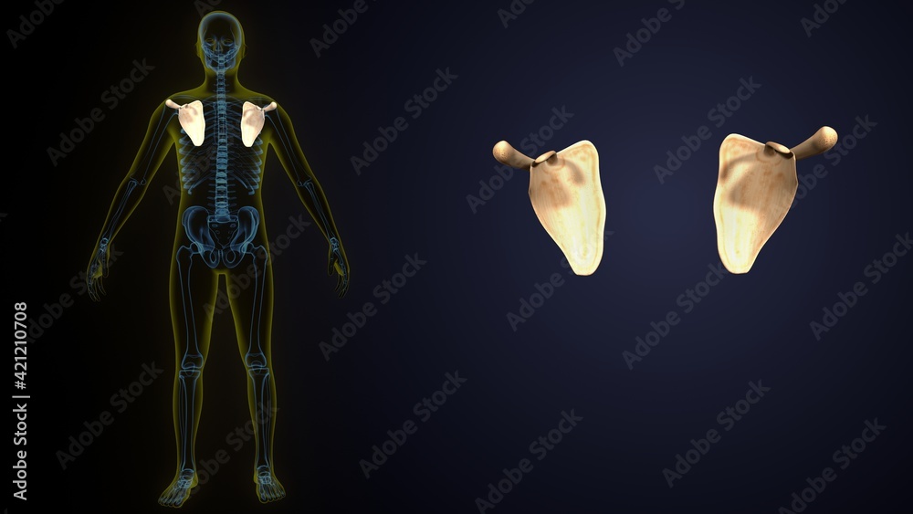 Human skeleton anatomy Scapula Bone. 3d illustration Stock Illustration ...