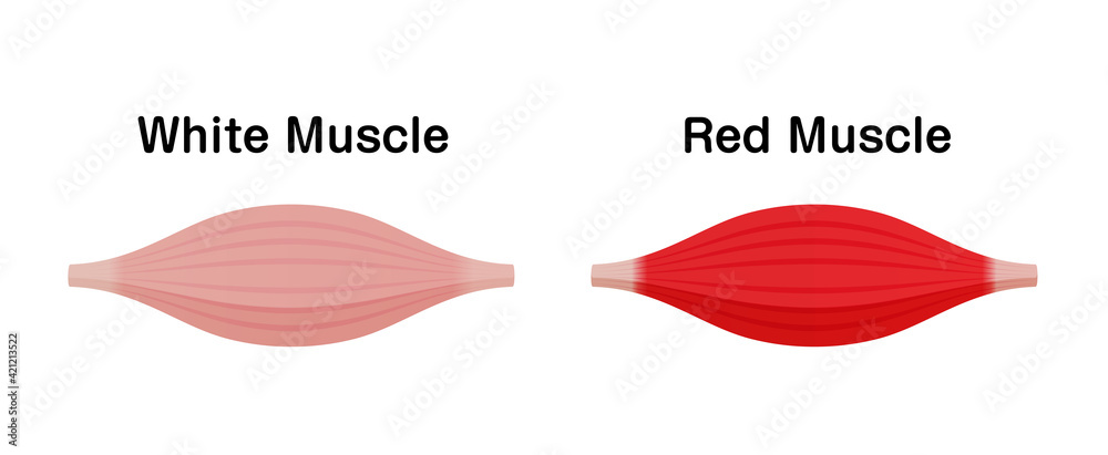 Vetor de Difference between white muscle and red muscle. Vector ...