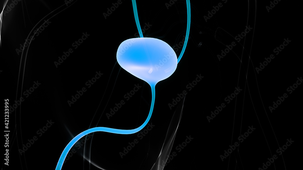 Human Urinary System Bladder Anatomy Stock Illustration | Adobe Stock