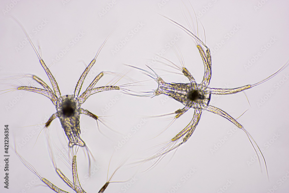Closeup nauplius stage of vannamei shrimp in light microscope, Shrimp ...