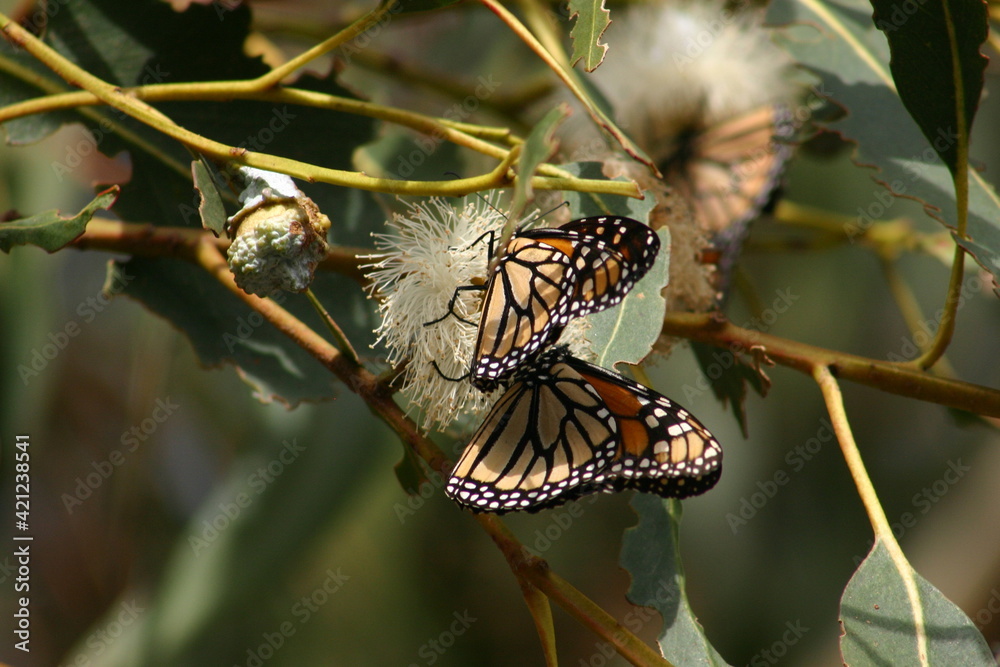 Butterfly Migration California