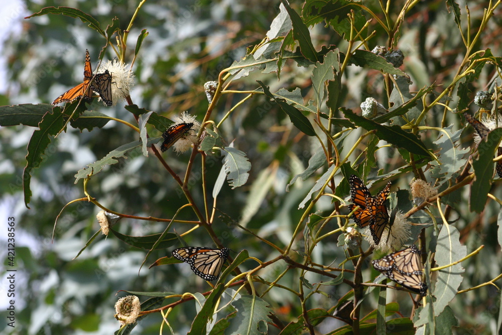 Monarch Butterfly at The Pismo Beach Monarch Butterfly Grove ...