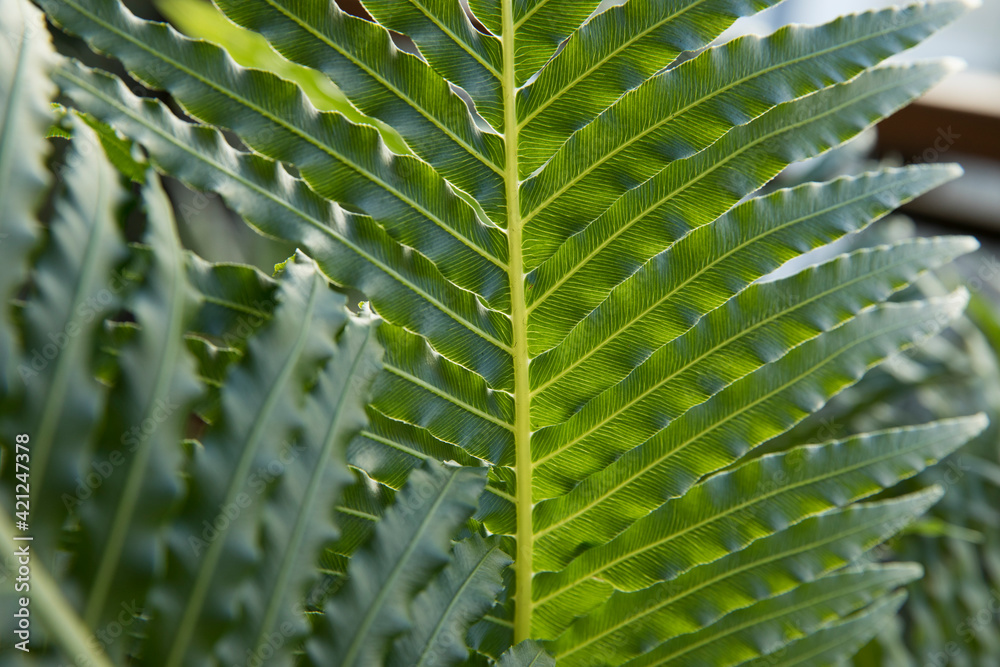 Leaves background. Closeup view of Blechnum gibbum, also known as ...
