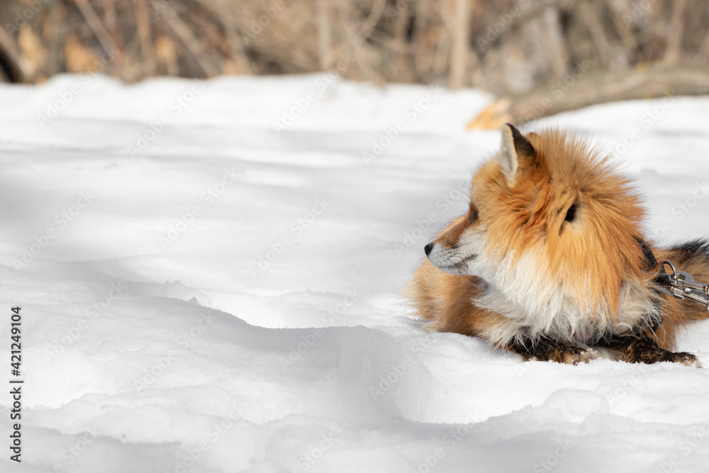 The fox on a leash lies on the snow in the winter forest. A red fox in ...