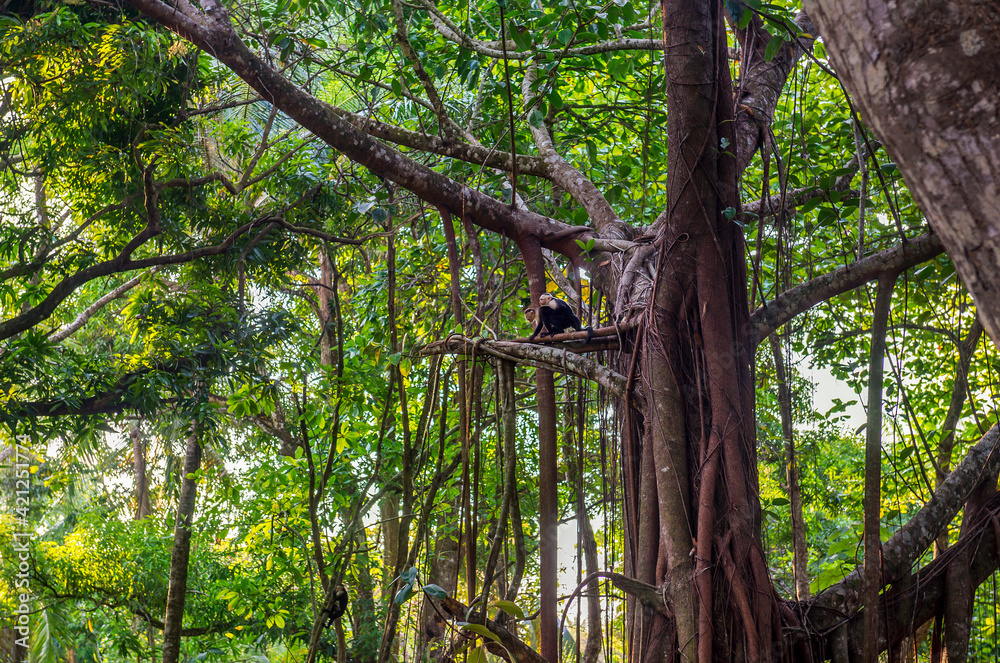 White-headed Capuchin, capucinus, black monkey sitting on the old tree ...