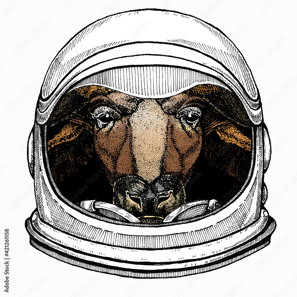 Buffalo Bison mascot head. Animal portrait. Astronaut animal. Vector ...