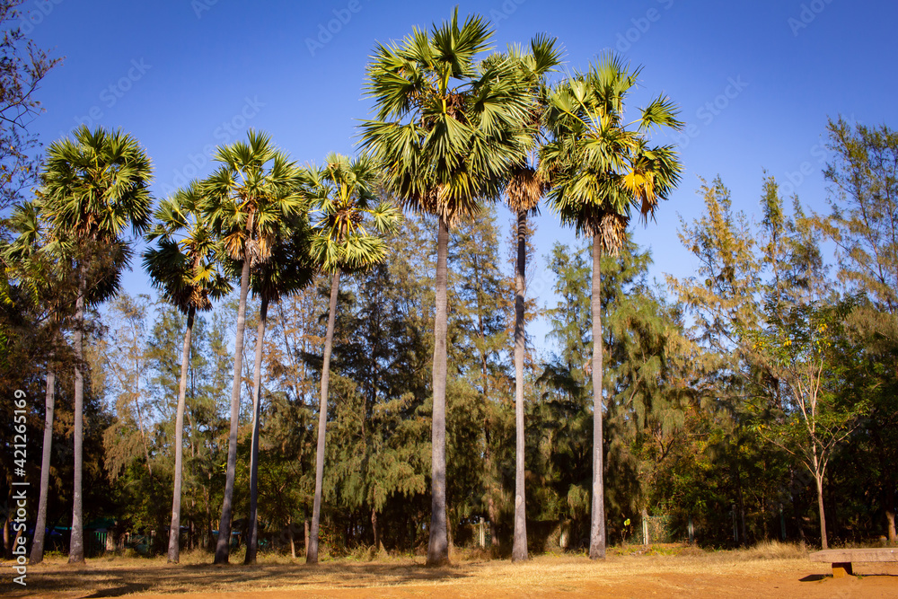 Palmyra palm trees with blue sky background in Mahabalipuram, Tamil ...