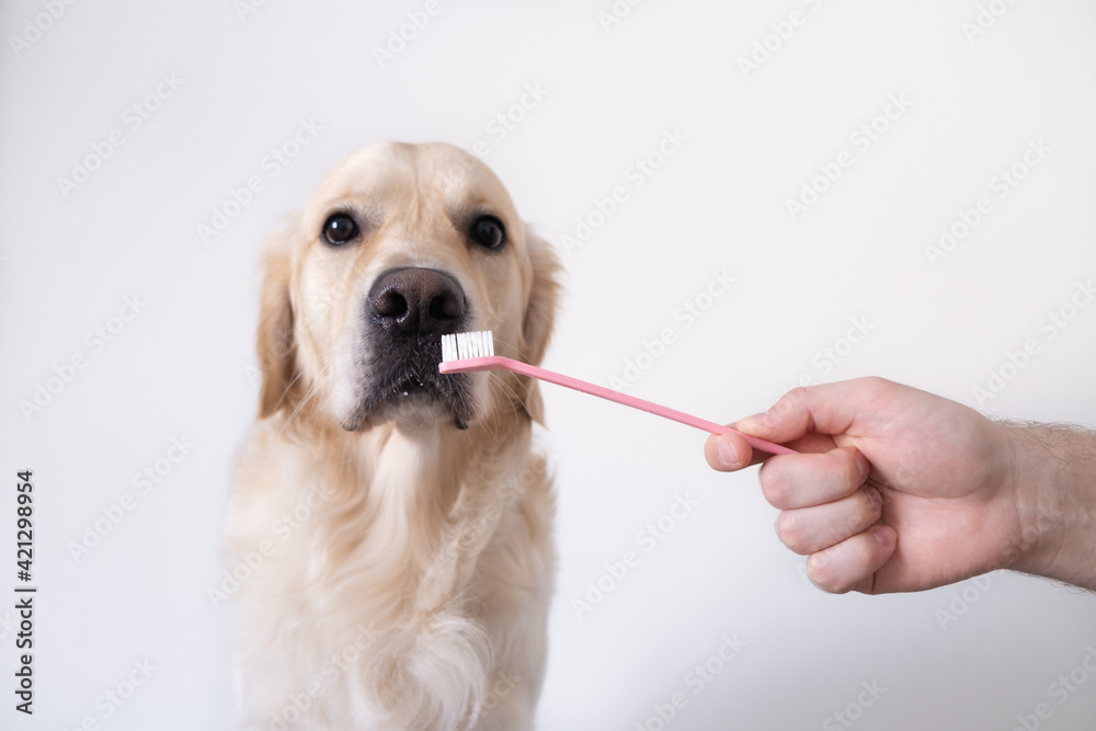 Brushing a dog's teeth. Male hand holds animal toothbrush. Pet hygiene ...
