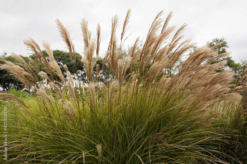 Ornamental grass. Closeup view of Miscanthus sinensis Gracillimus, also ...