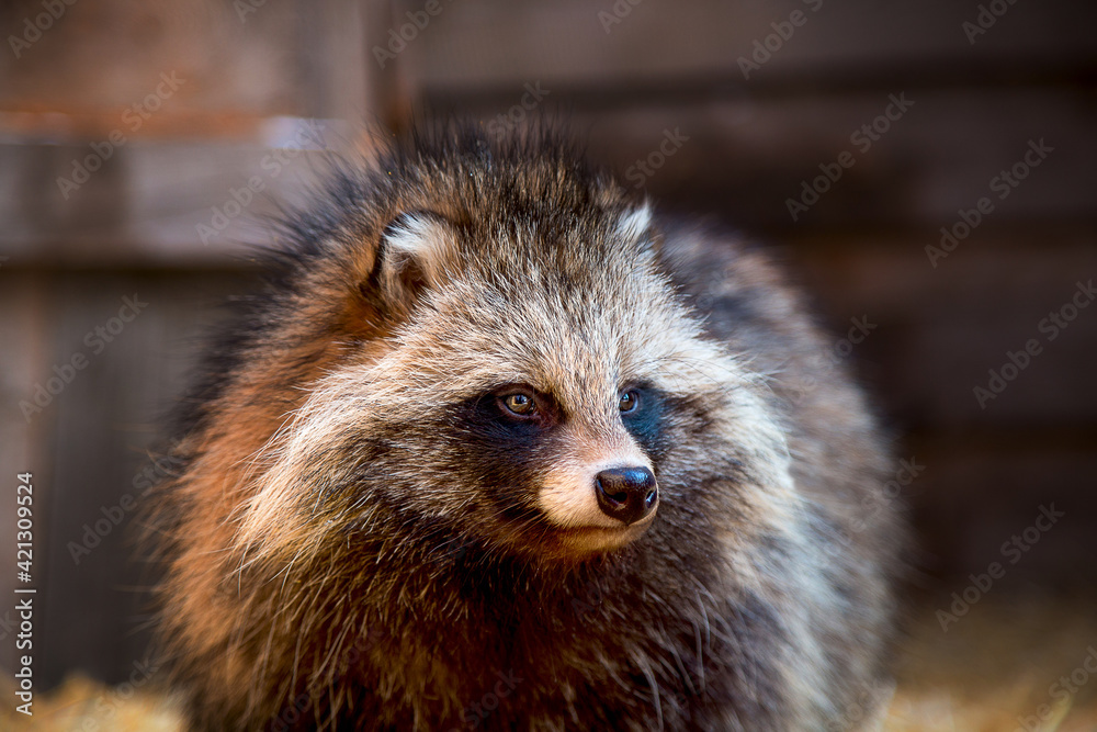 Close-up portrait of a raccoon dog at a wildlife shelter in an aviary ...