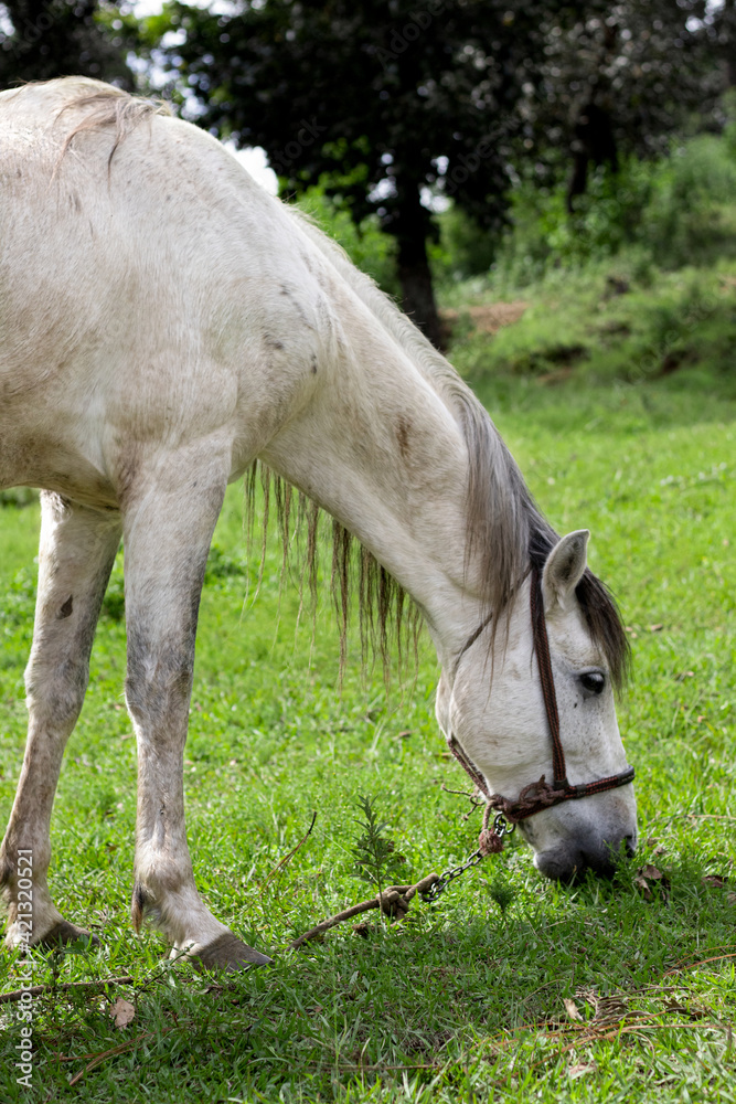 Caballo pastando en guatemala Stock Photo | Adobe Stock